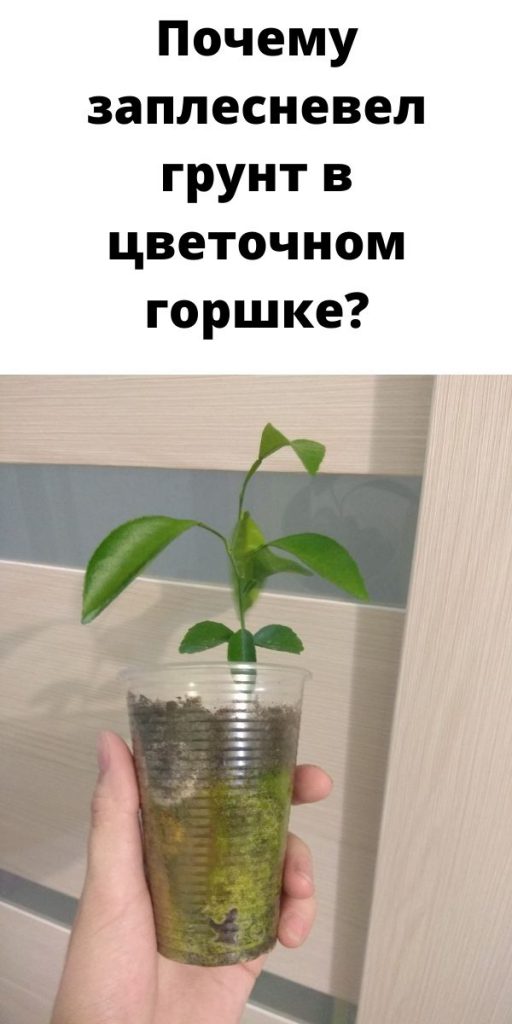 Почему заплесневел грунт в цветочном горшке - Полезные советы красоты